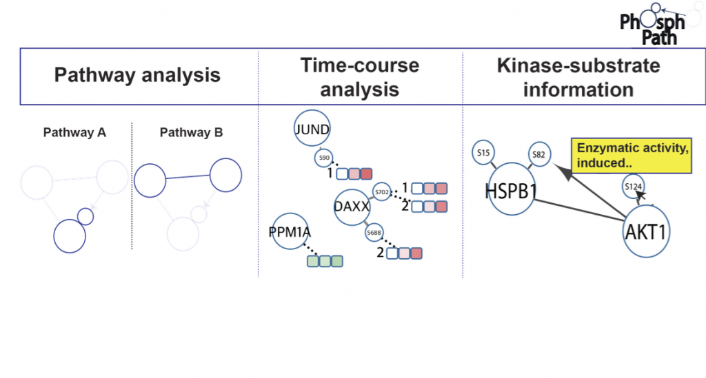 Hecklab.com | PhosphoPath: Visualization of Phosphosite-centric ...
